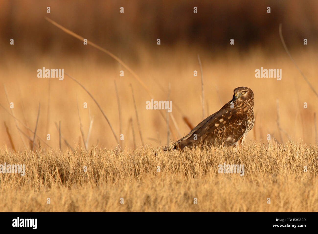 Hawk swooping hi-res stock photography and images - Alamy