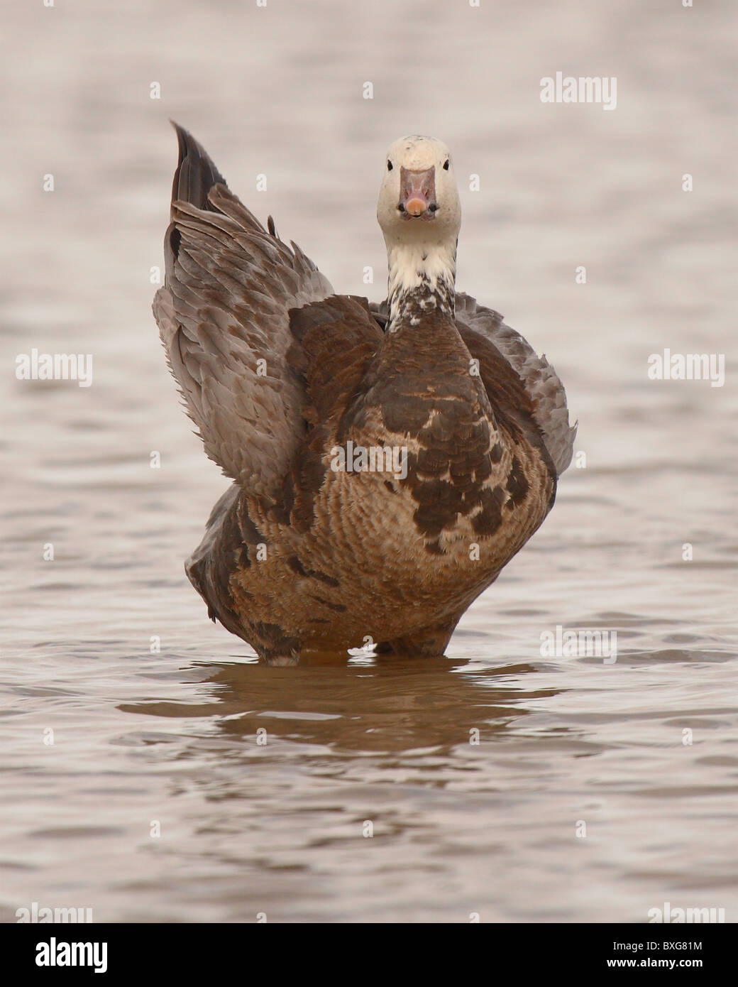 Morph bird hi-res stock photography and images - Alamy
