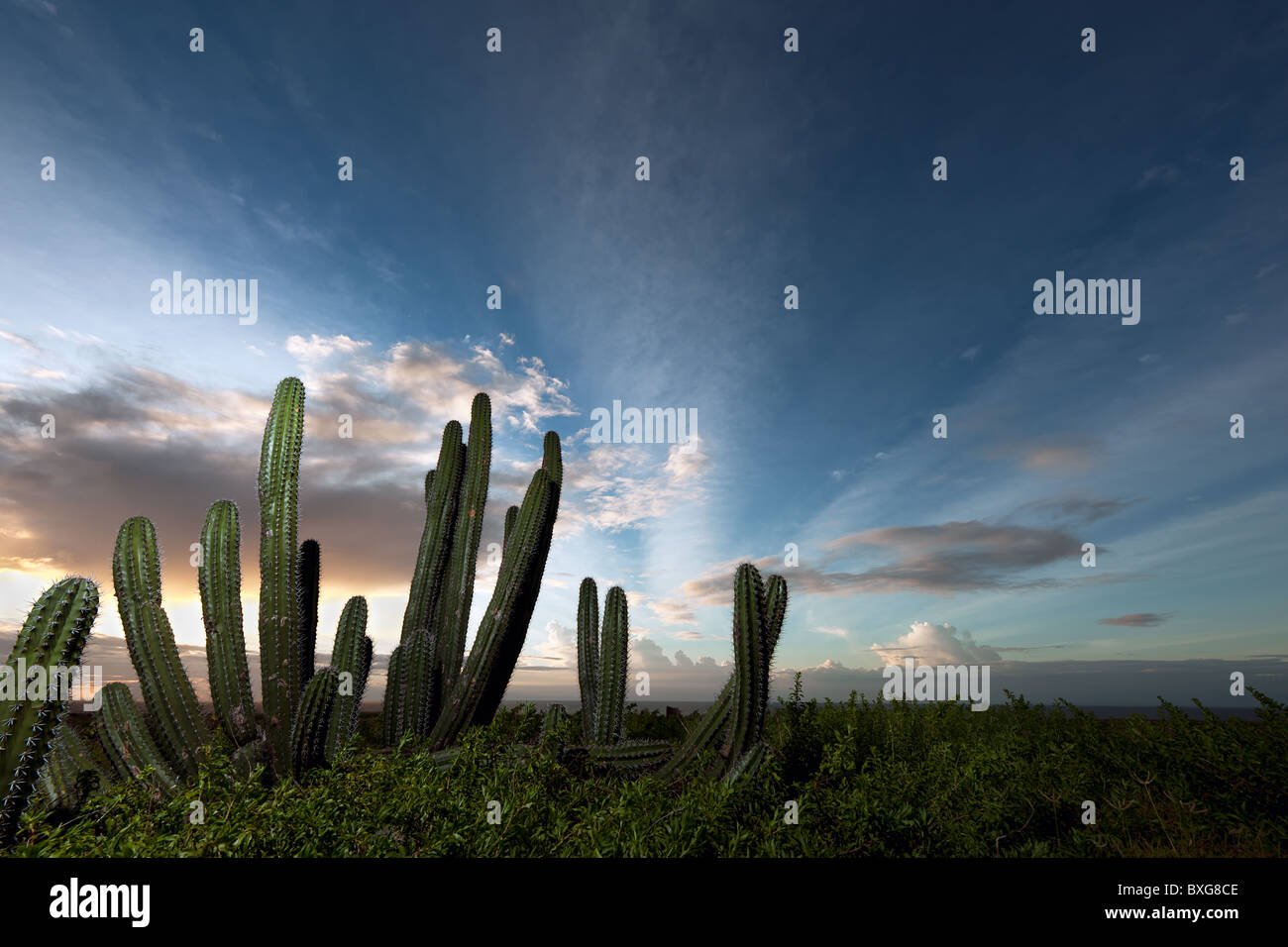 Cactus bush in Aruba in Sunrise Stock Photo - Alamy