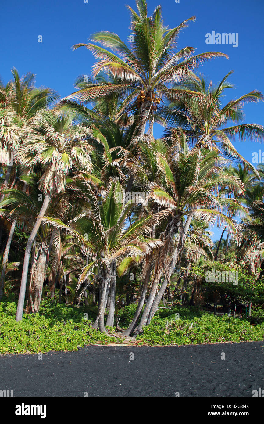 Black beaches hawaii hi-res stock photography and images - Alamy