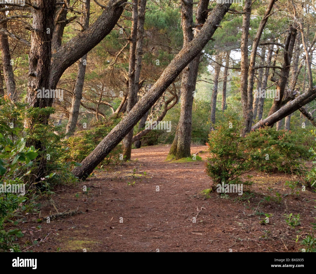 Trail through magical forest at sunset, Oregon Dunes National ...