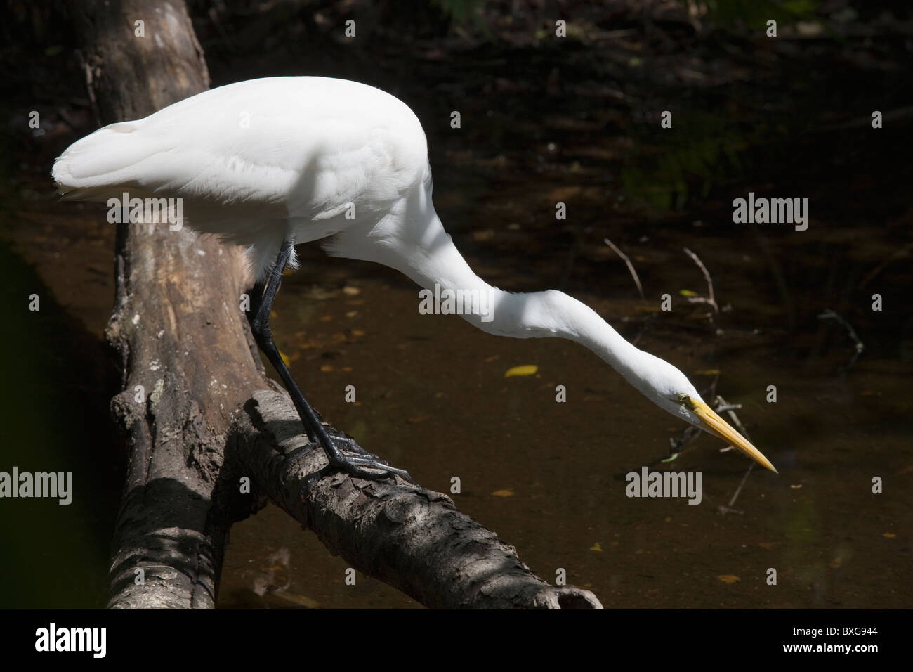 Great White Egret neck extended hunting for fish in glade, Florida ...