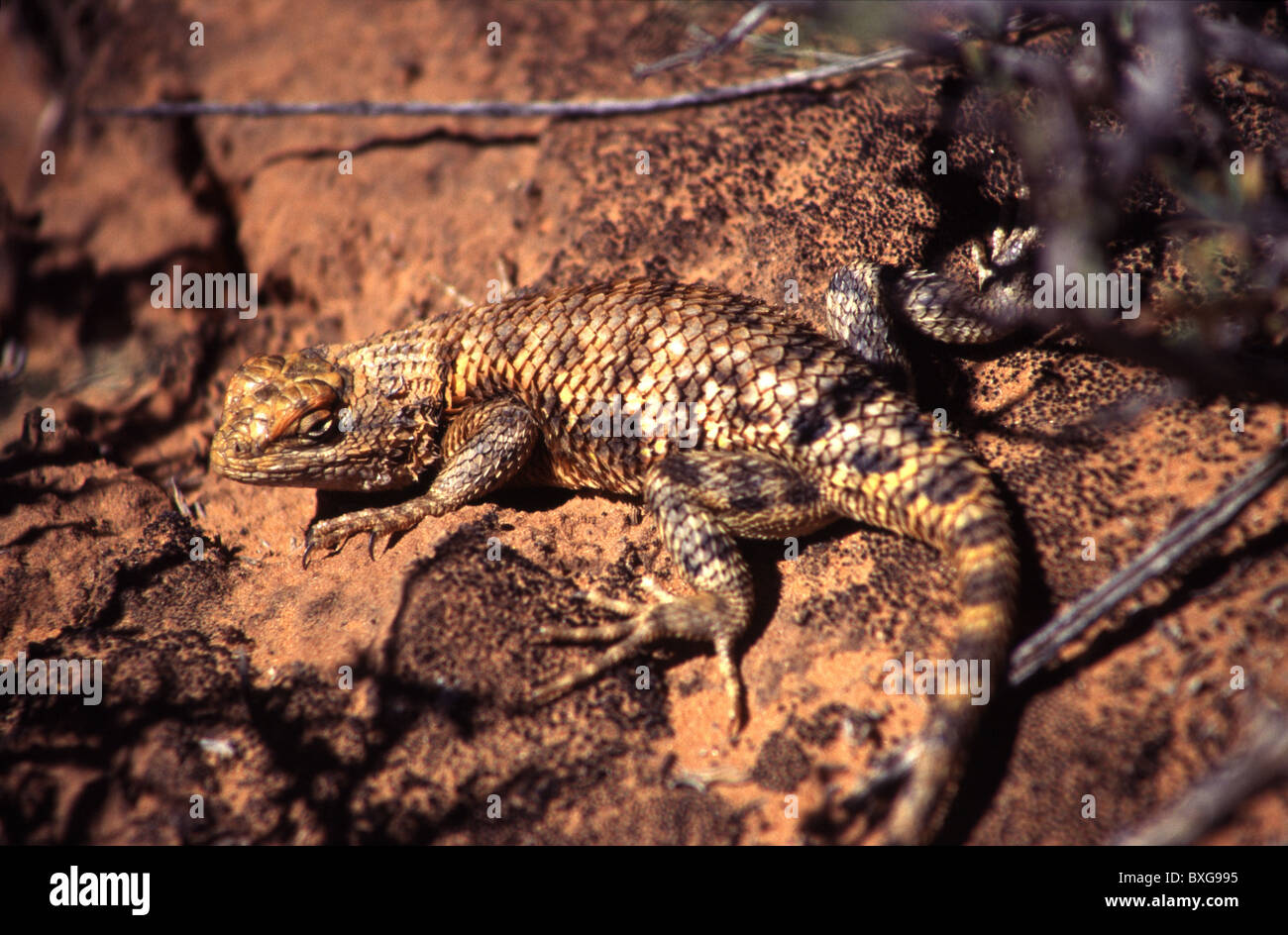 Yellow backed spiny lizard or desert spiny lizard hi-res stock ...