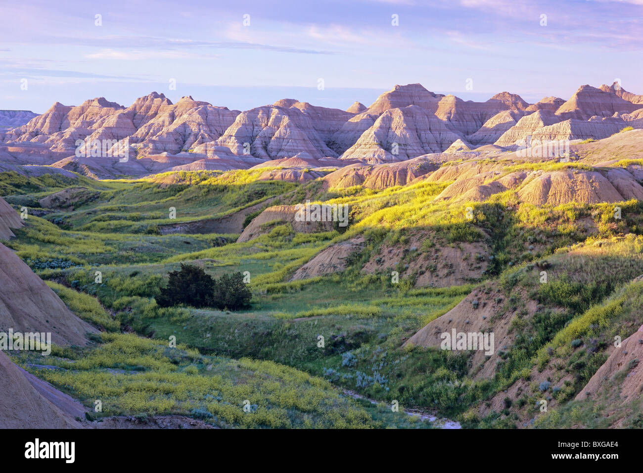 Yellow clover meadow and eroded formations at sunrise, Yellow Mounds ...