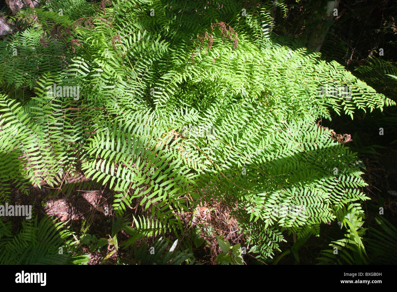 Fan fern hi-res stock photography and images - Alamy