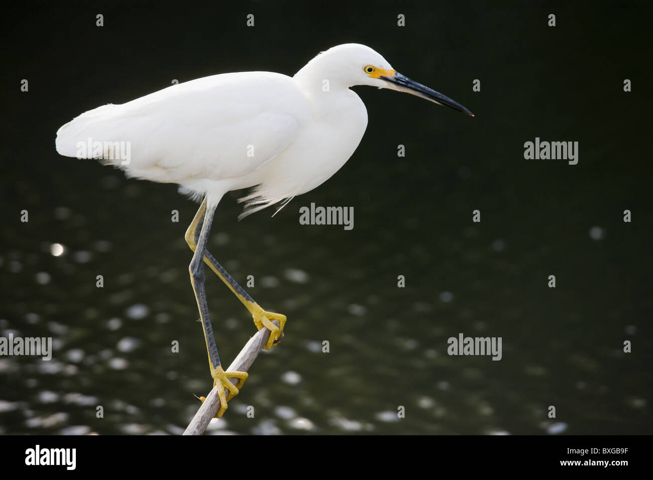Snowy egret yellow feet hi-res stock photography and images - Alamy