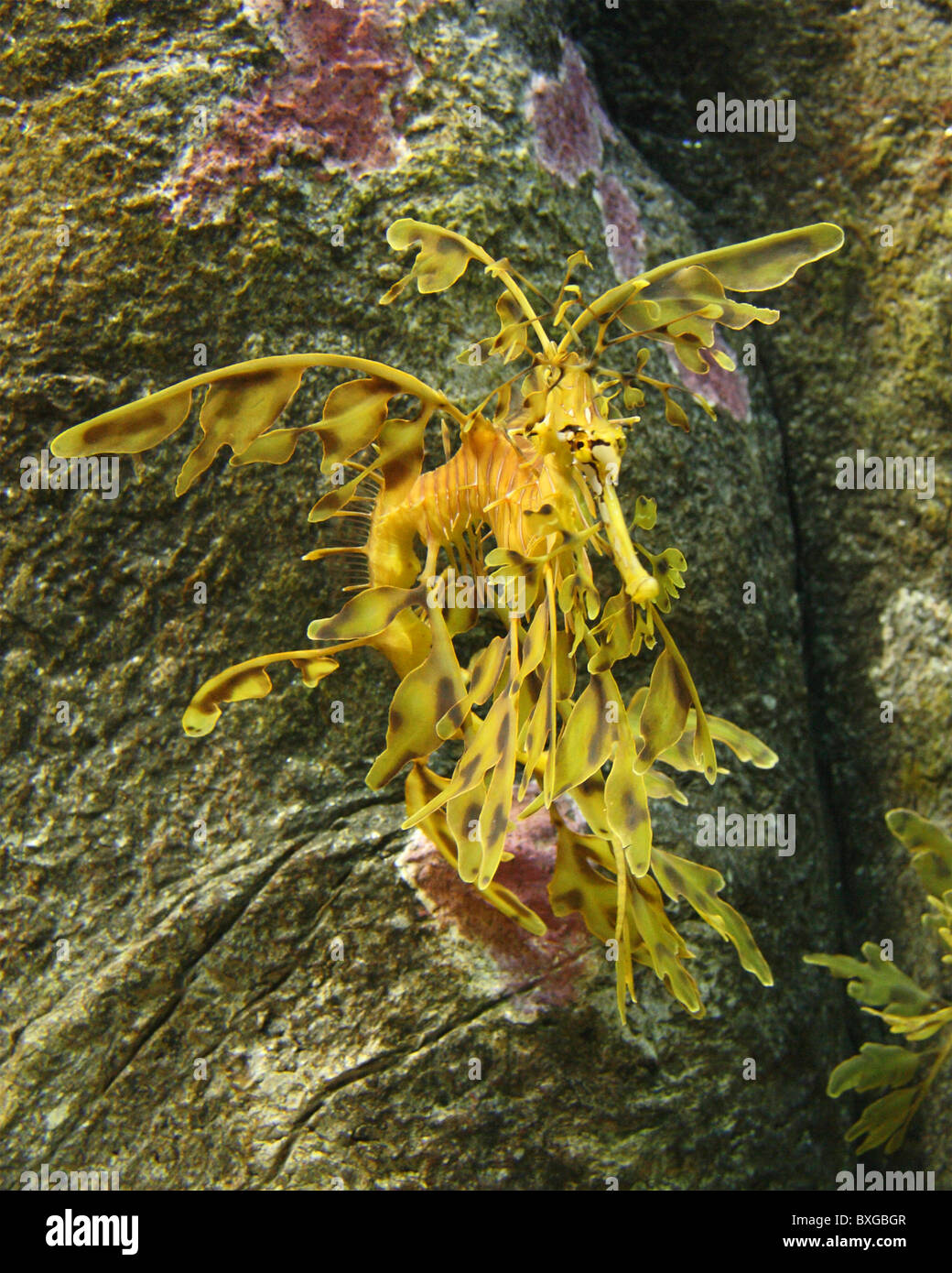 Leafy sea dragon hi-res stock photography and images - Alamy