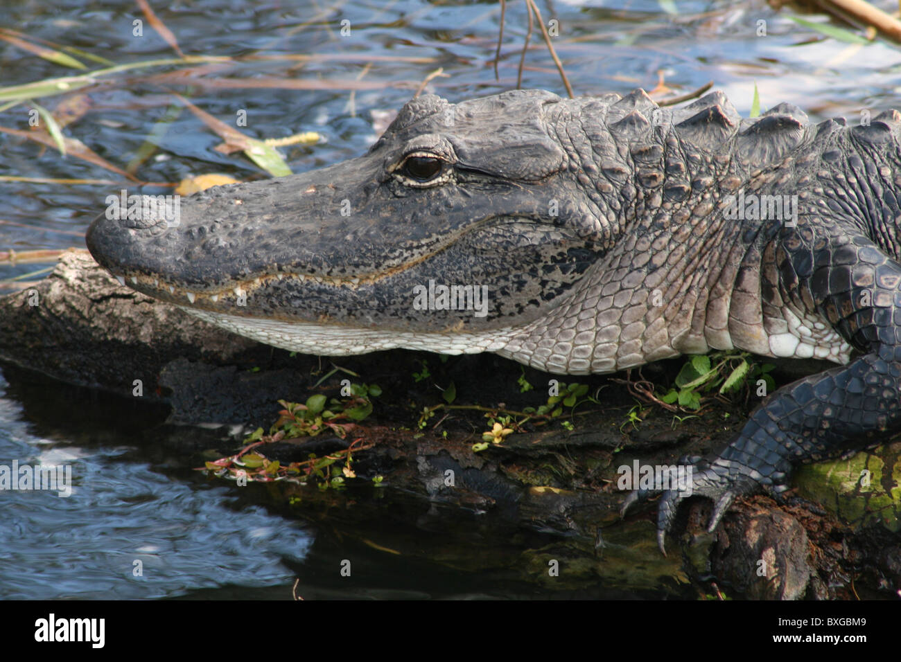 An American Alligator and claw Stock Photo - Alamy