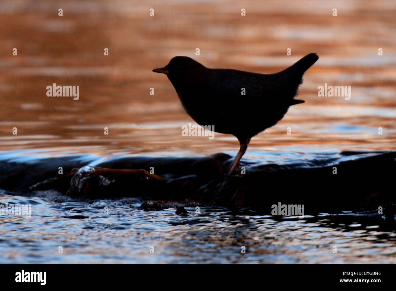 Water ouzel hi-res stock photography and images - Alamy