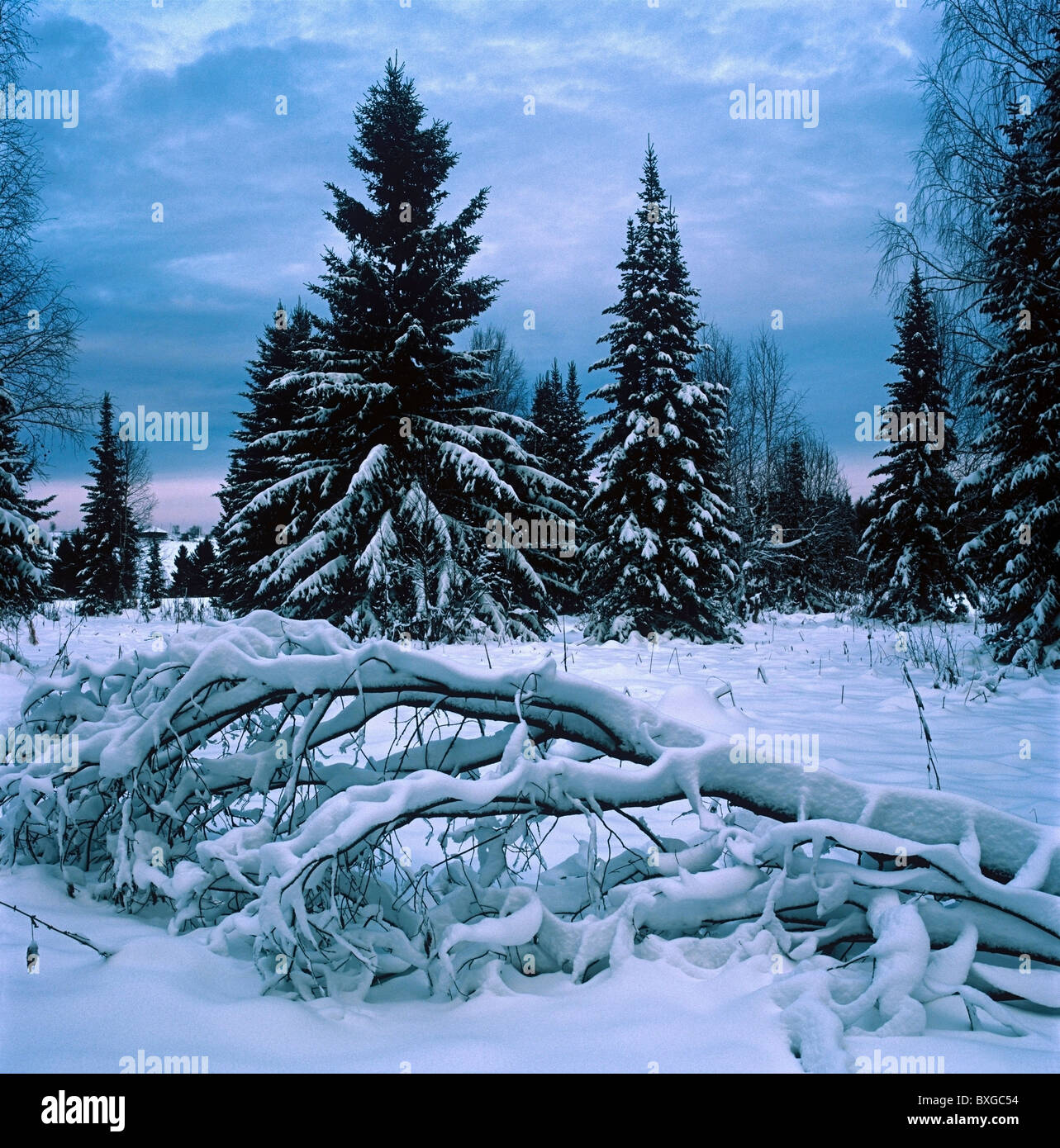 Siberian larch branch hi-res stock photography and images - Alamy