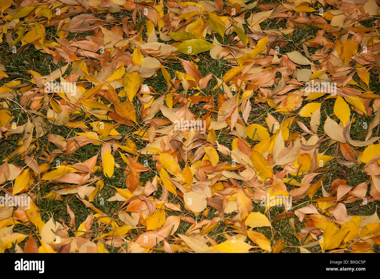 fall leafs on the floor Stock Photo - Alamy