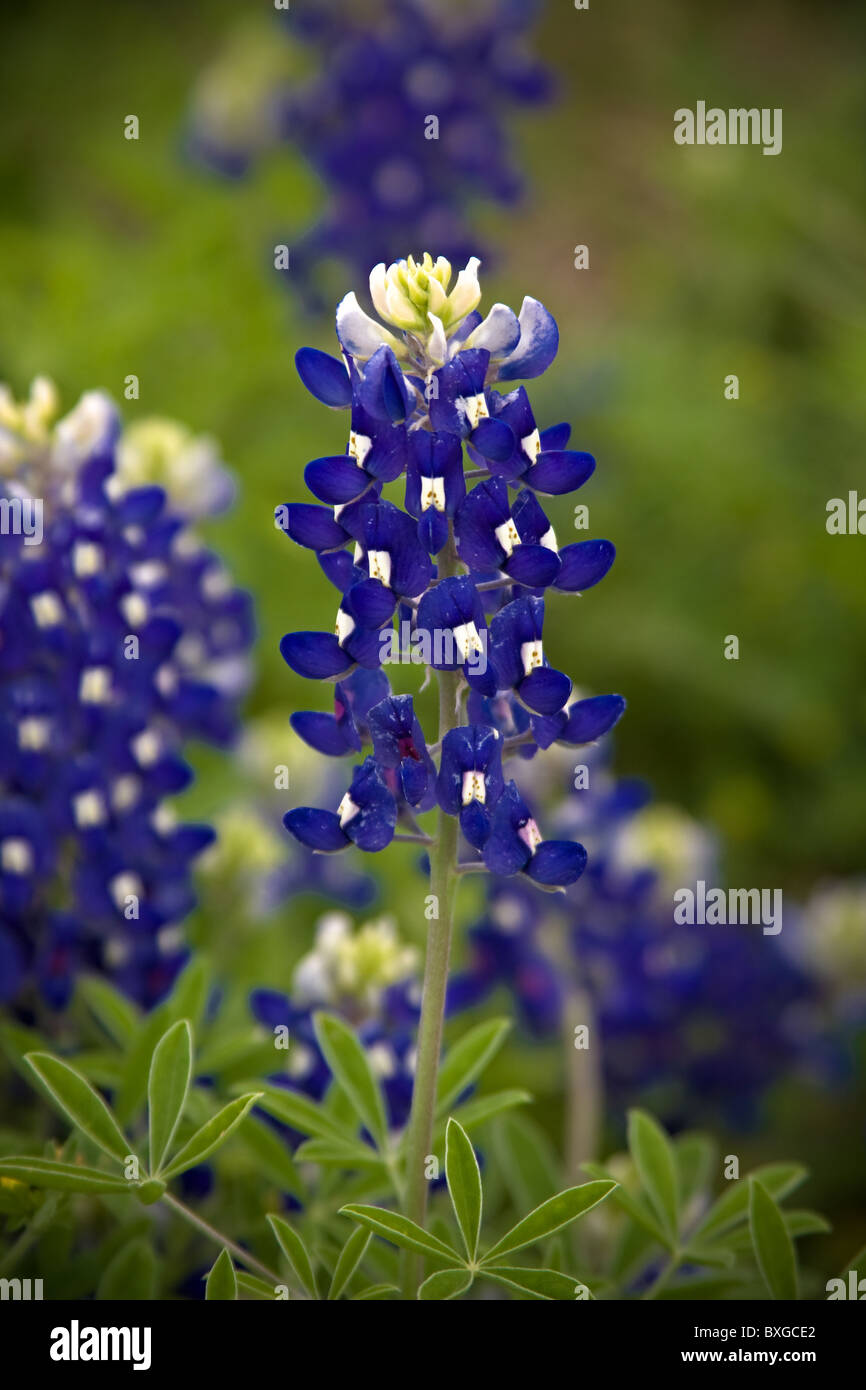 Bluebonnet in Spring Stock Photo - Alamy