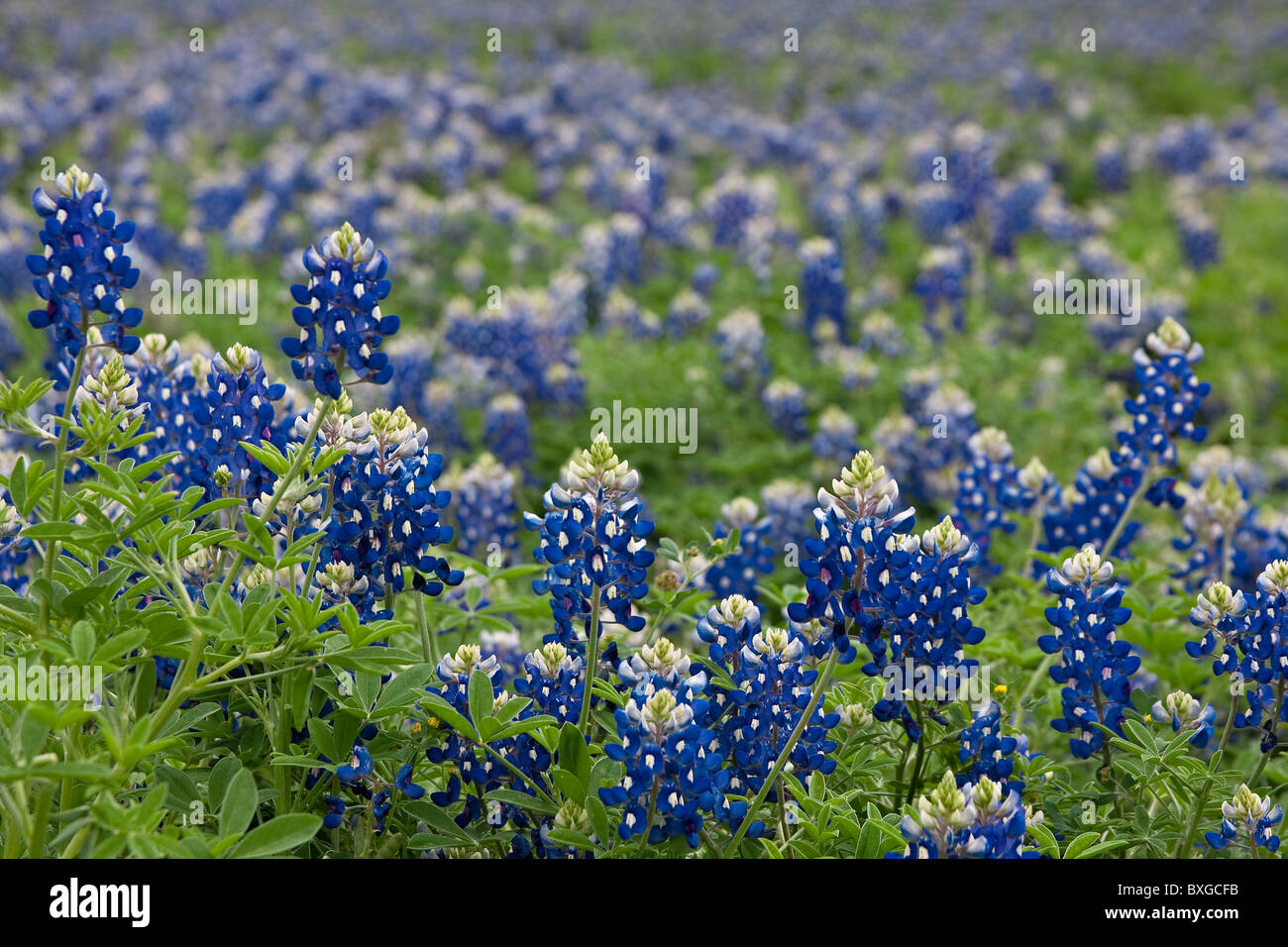 Bluebonnet hi-res stock photography and images - Alamy