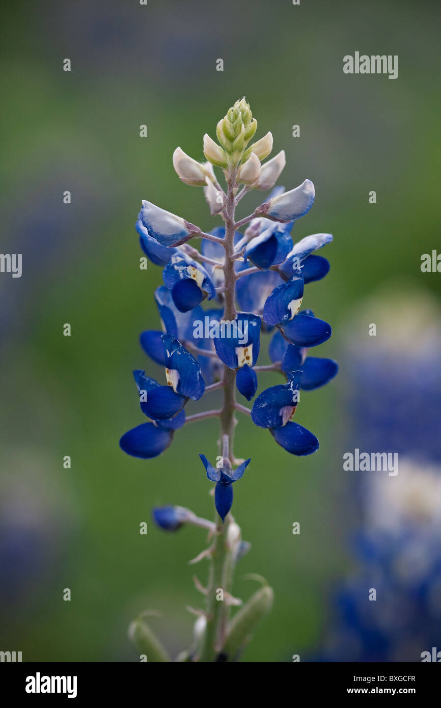 Bluebonnet plant hi-res stock photography and images - Alamy