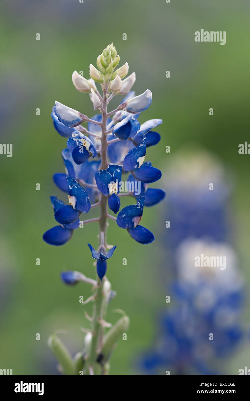 Focused single bluebonnet Stock Photo - Alamy