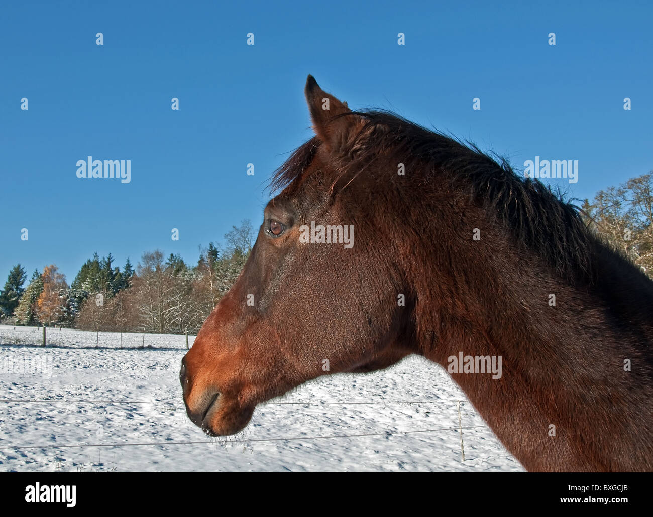 This stock image is a bay colored thoroughbred horse on a side view of ...