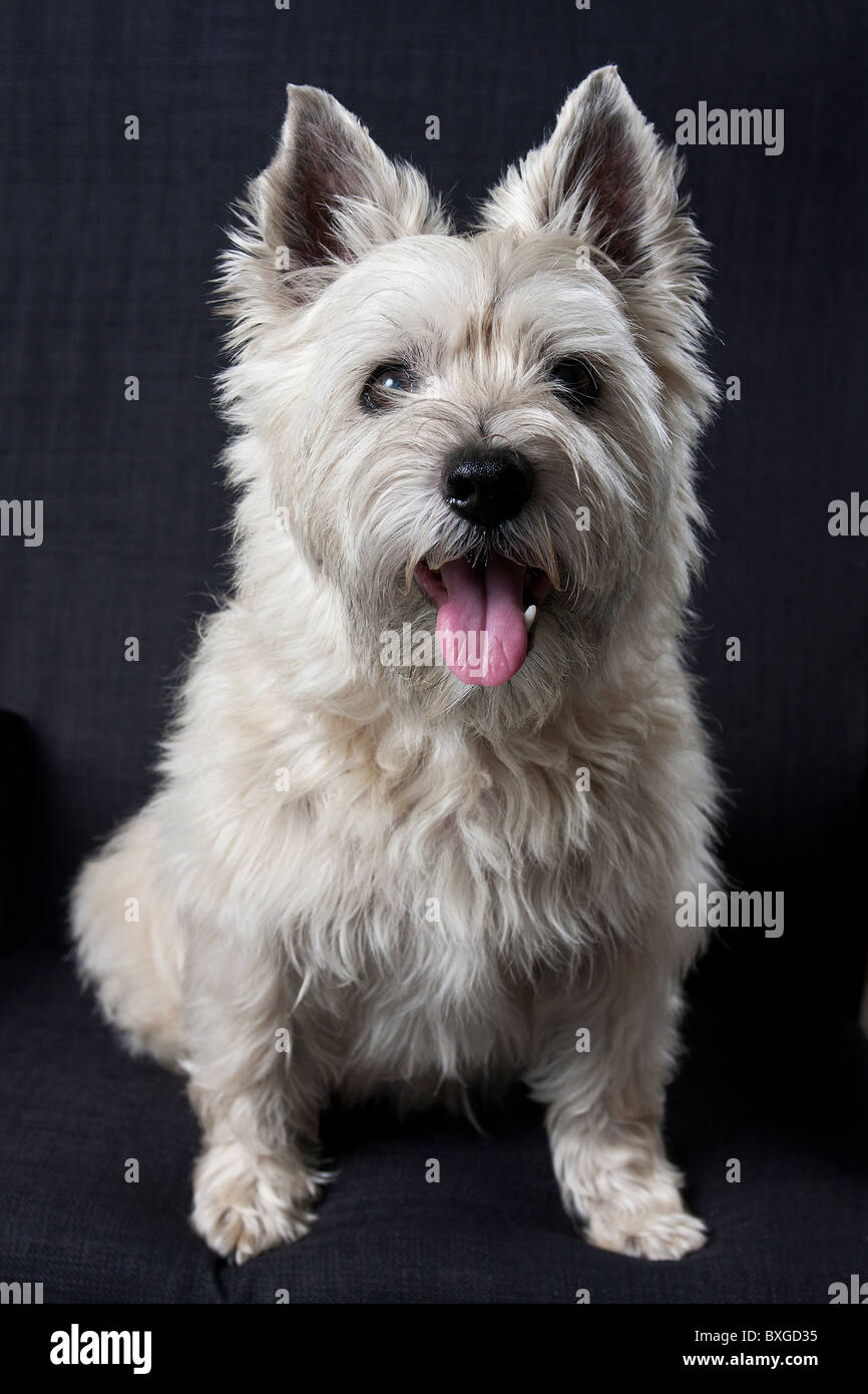 Cairn terrier hi-res stock photography and images - Alamy
