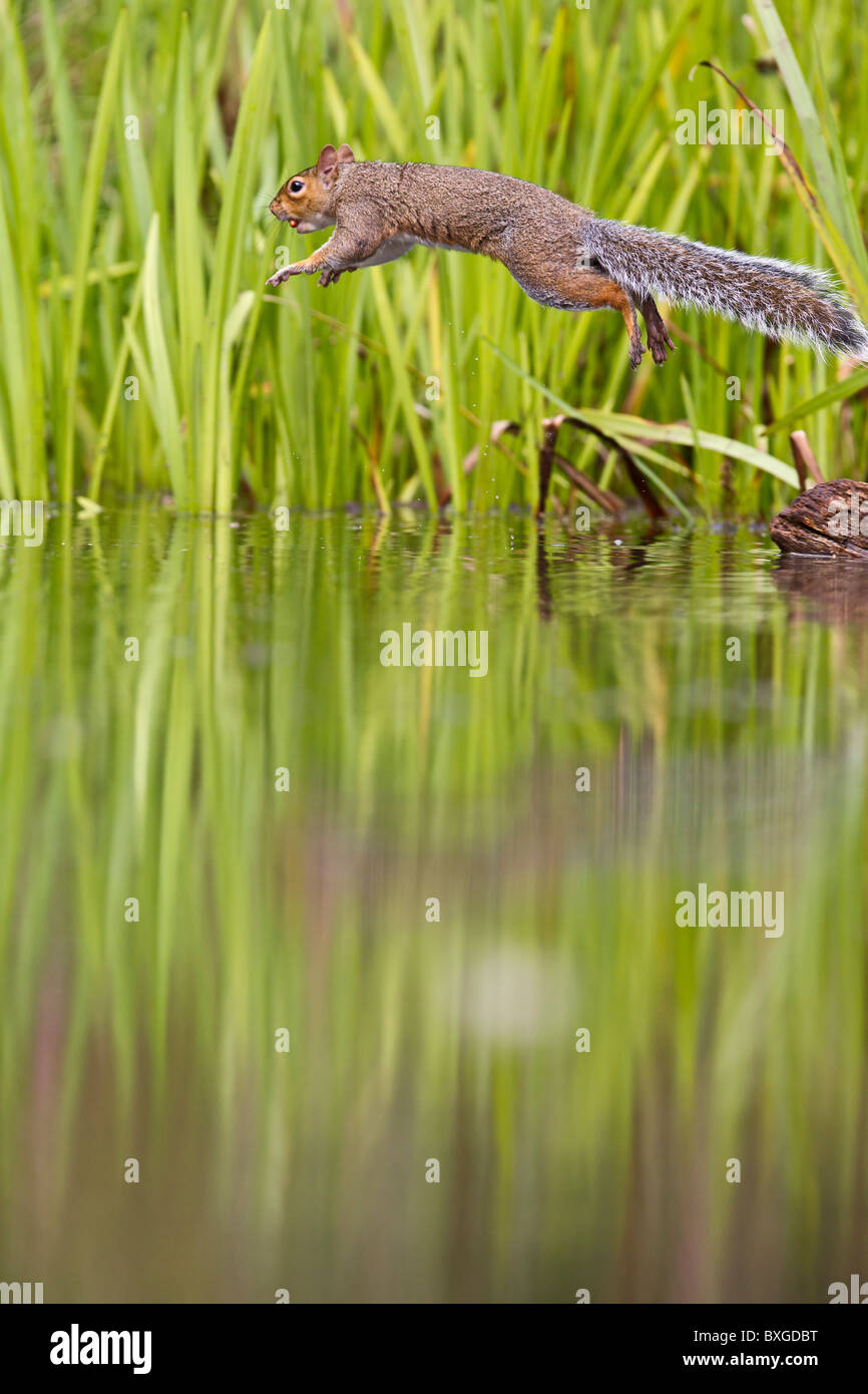 Grey Squirrel ( Sciurus carolinensis ) jumping from stump in pond Stock ...