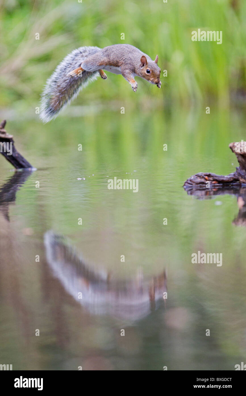 Grey Squirrel ( Sciurus carolinensis ) jumping to stump in pond Stock ...