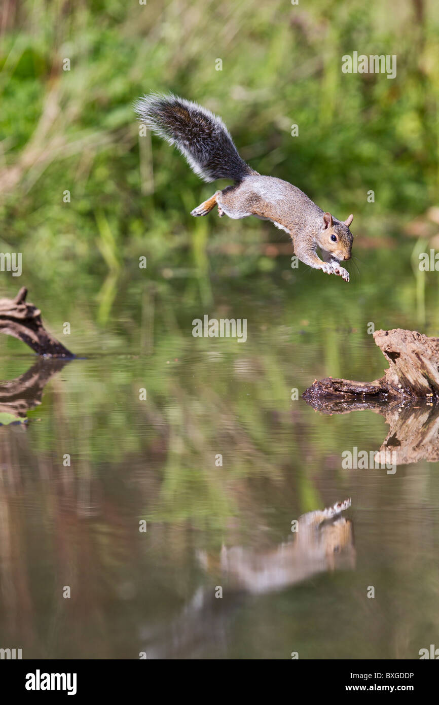Grey Squirrel ( Sciurus carolinensis ) jumping to stump in pond Stock ...