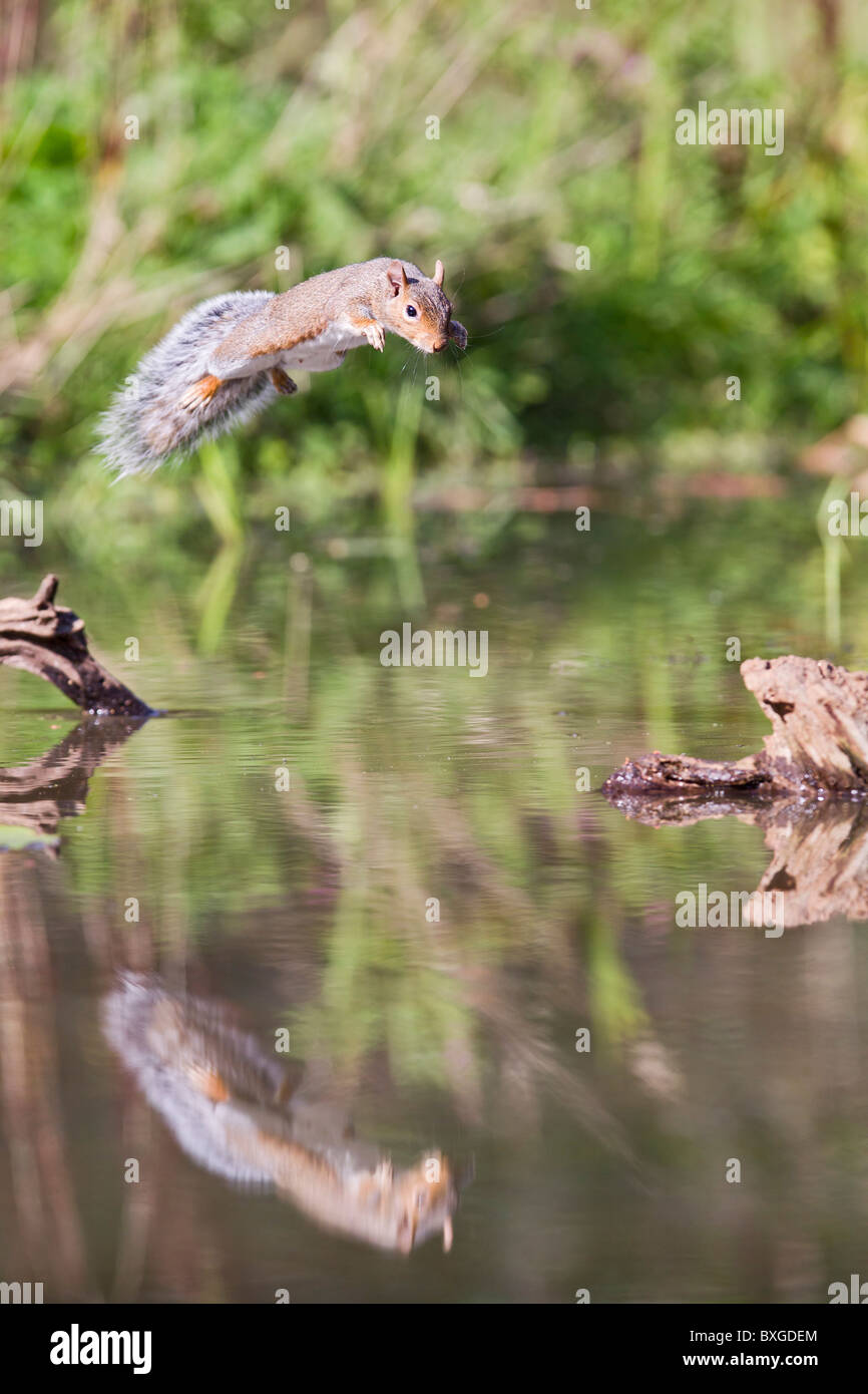 Grey Squirrel ( Sciurus carolinensis ) jumping stump in pond Stock ...