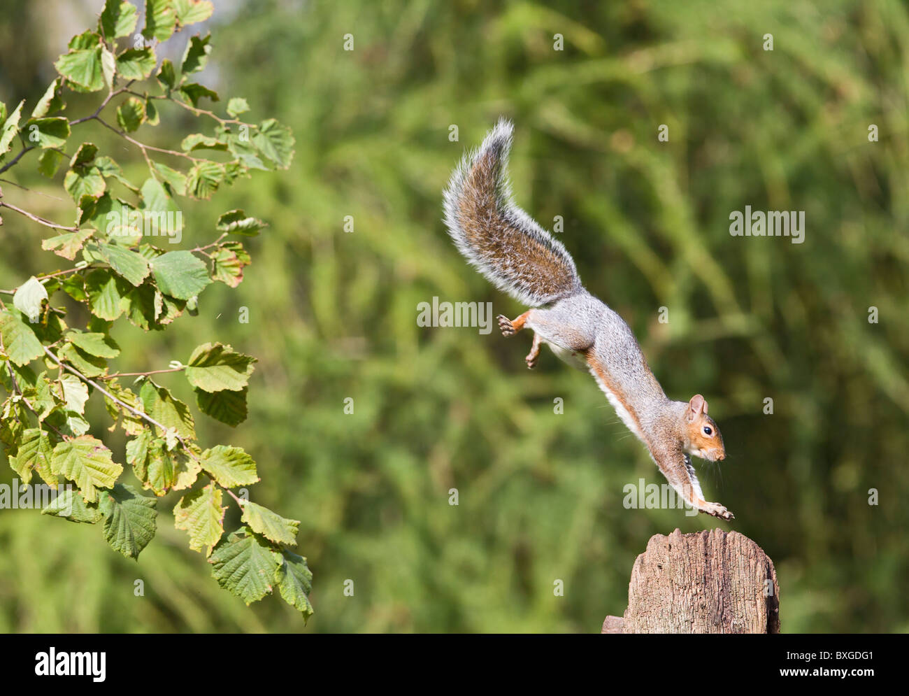 Grey Squirrel ( Sciurus carolinensis ) jumping to gate post Stock Photo ...