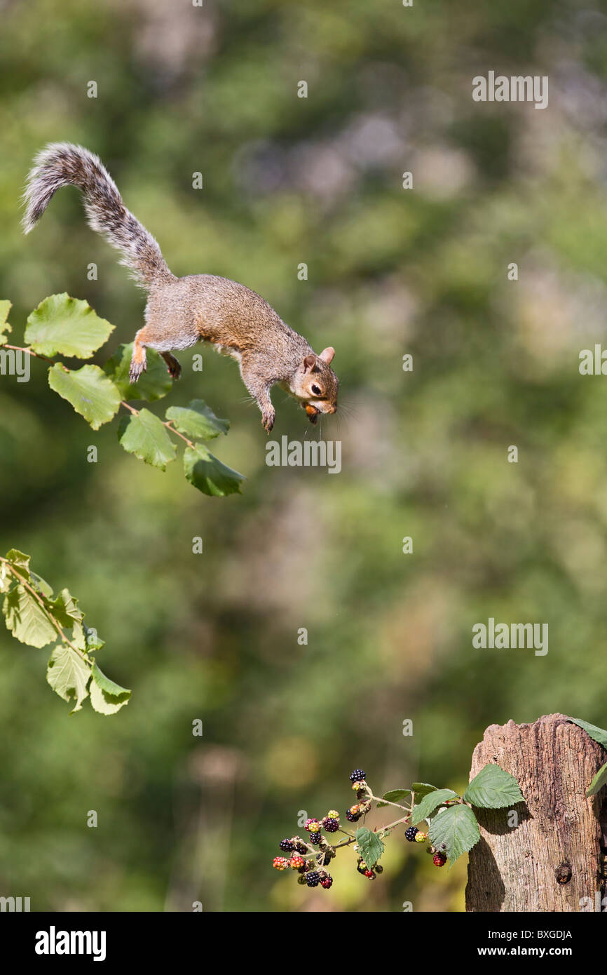 Grey Squirrel ( Sciurus carolinensis ) jumping to gate post Stock Photo ...
