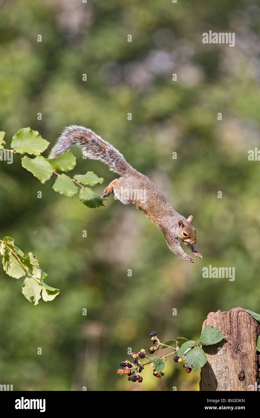 Grey Squirrel ( Sciurus carolinensis ) jumping to gate post Stock Photo ...