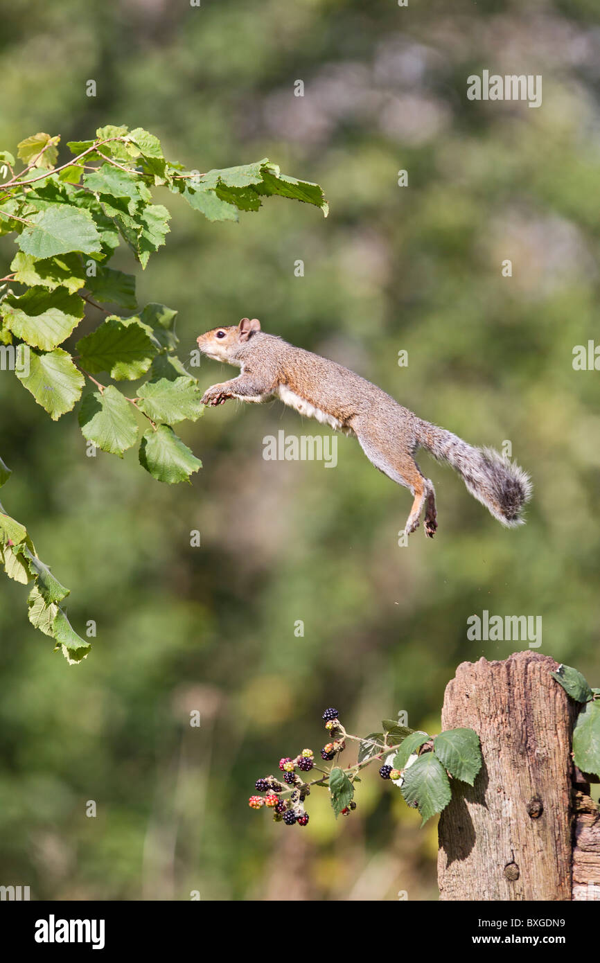 Grey Squirrel ( Sciurus carolinensis ) jumping to hazel bush Stock ...