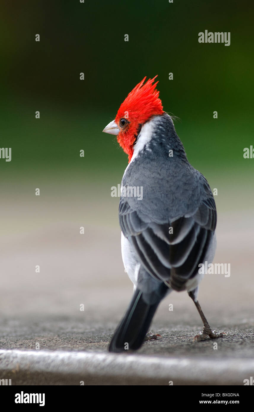 Red crested Brazilian Cardinal in Hawaii Stock Photo - Alamy
