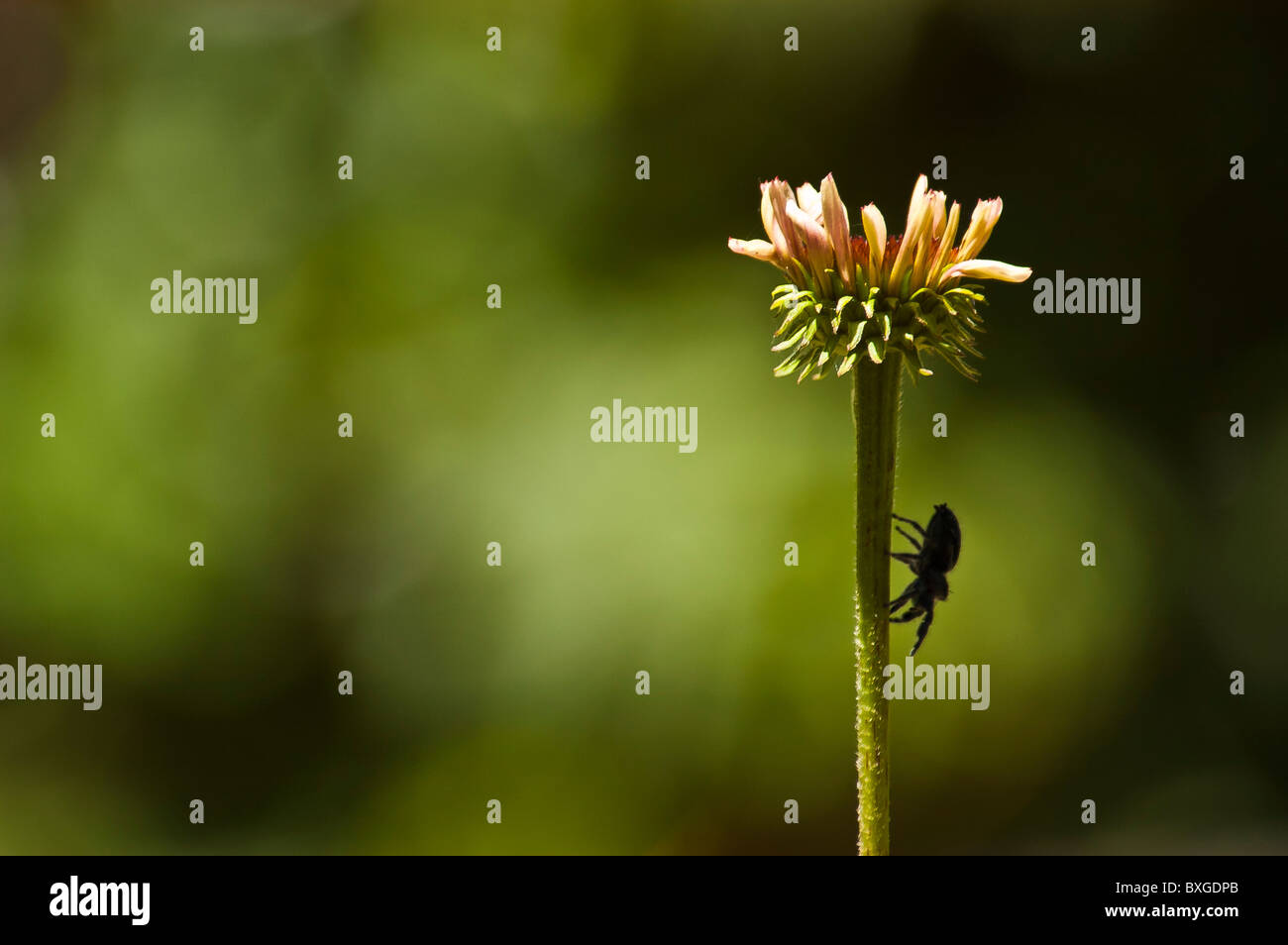 Silhouetted spider descending the stem of an echinacea flower Stock ...