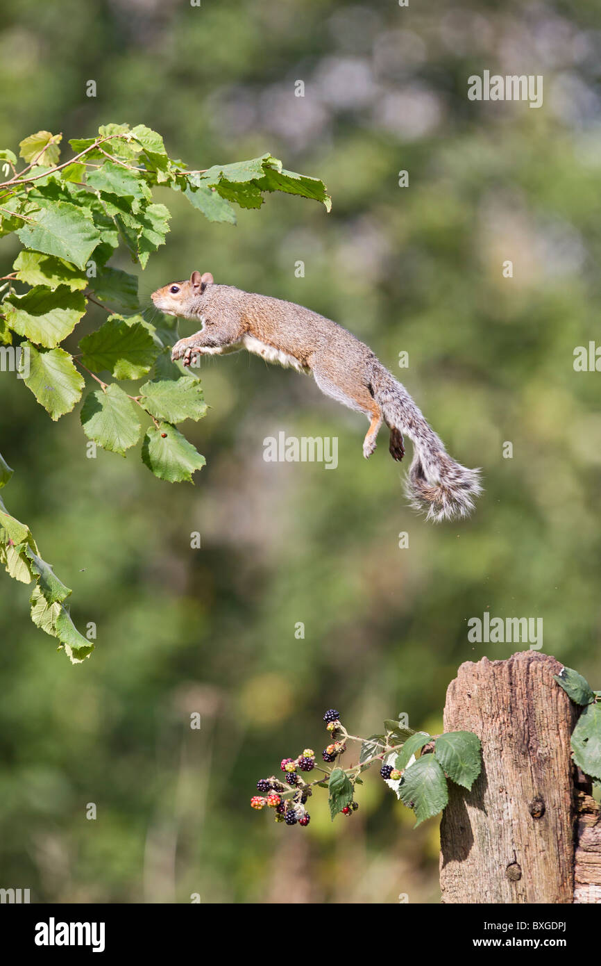 Grey Squirrel ( Sciurus carolinensis ) jumping to hazel bush Stock ...