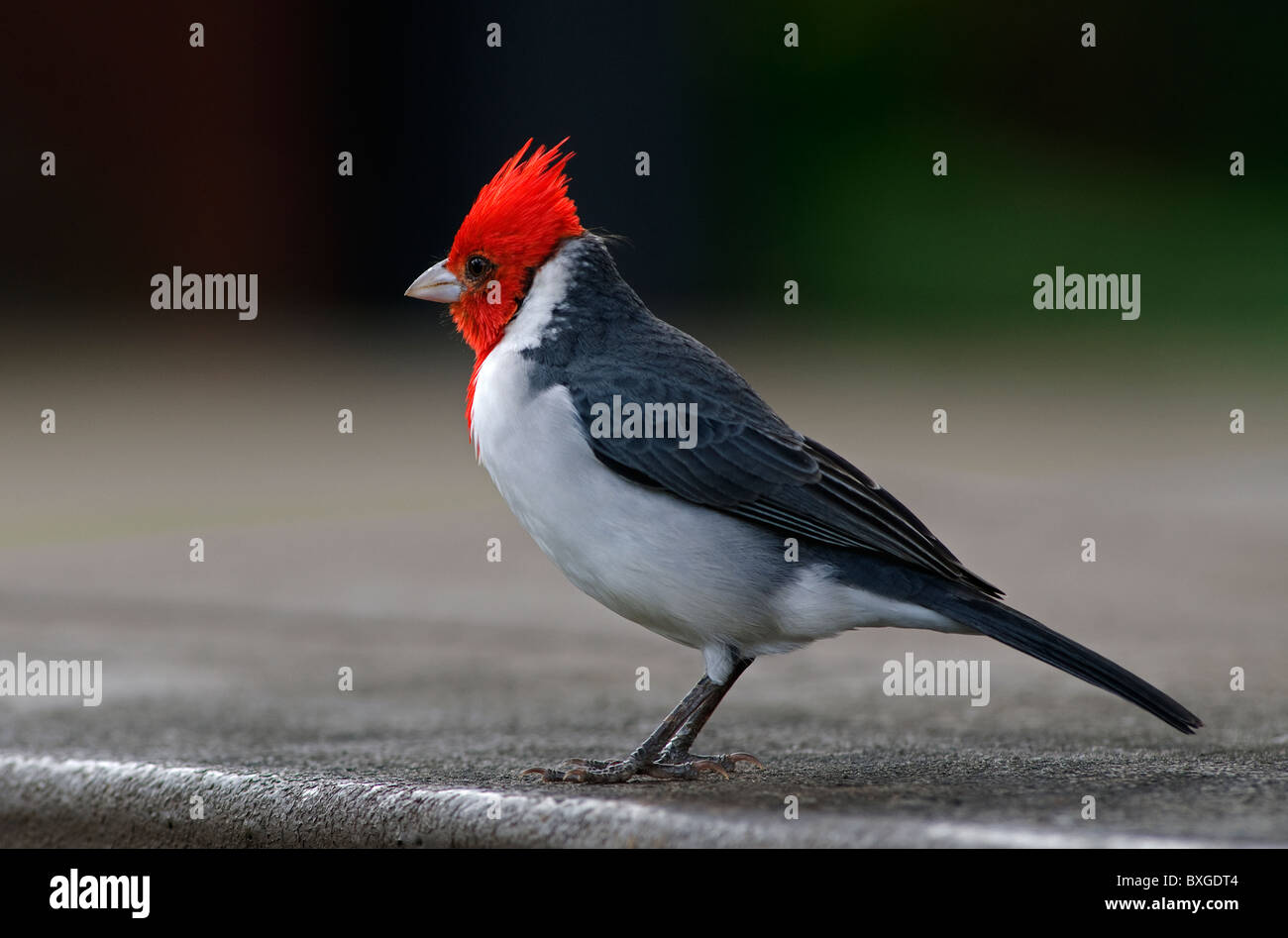 Red crested Brazilian Cardinal in Hawaii Stock Photo - Alamy