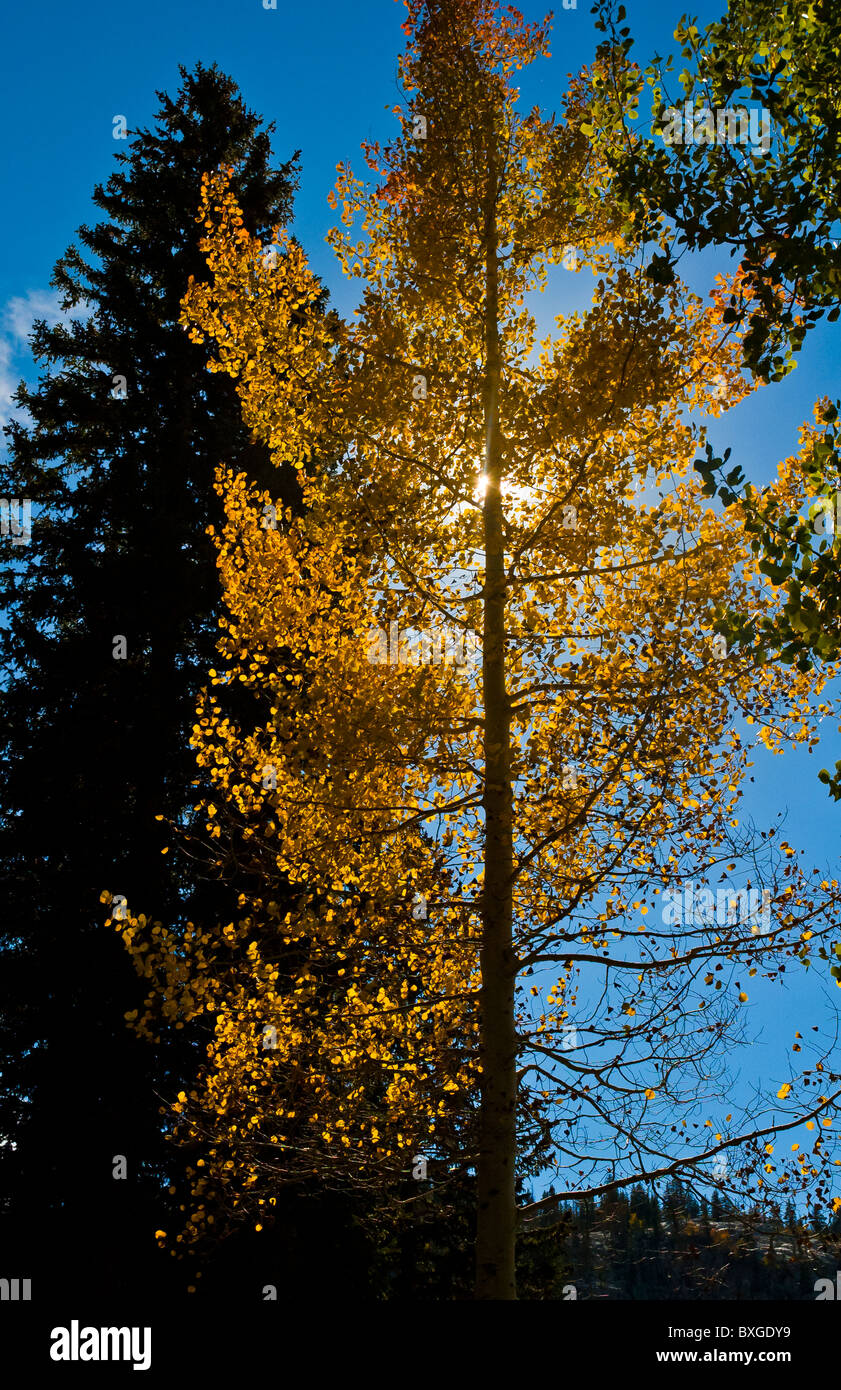 Quaking aspen silhouette hi-res stock photography and images - Alamy