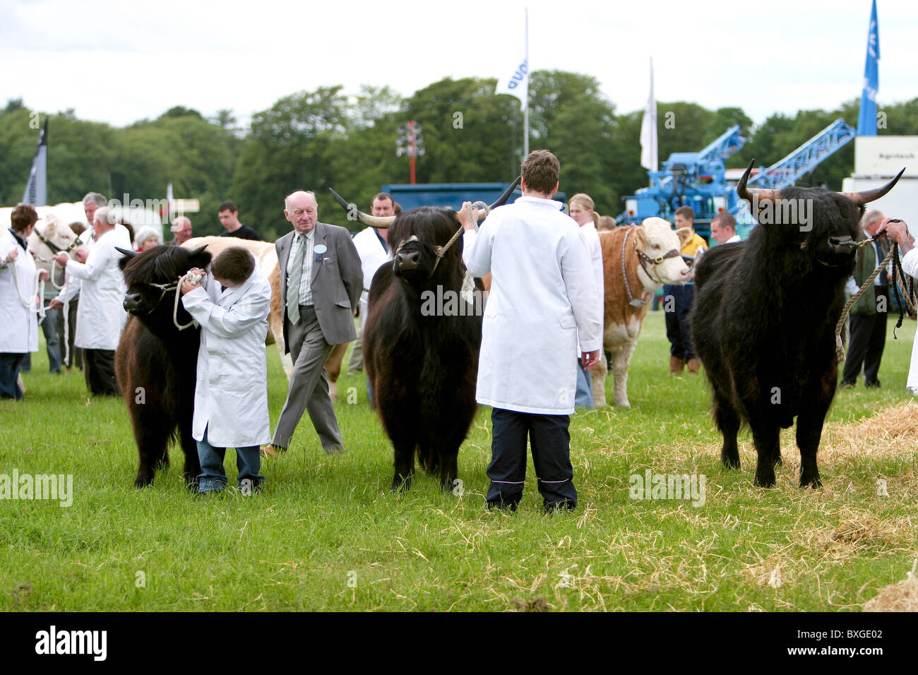 Judging farm animals hi-res stock photography and images - Alamy