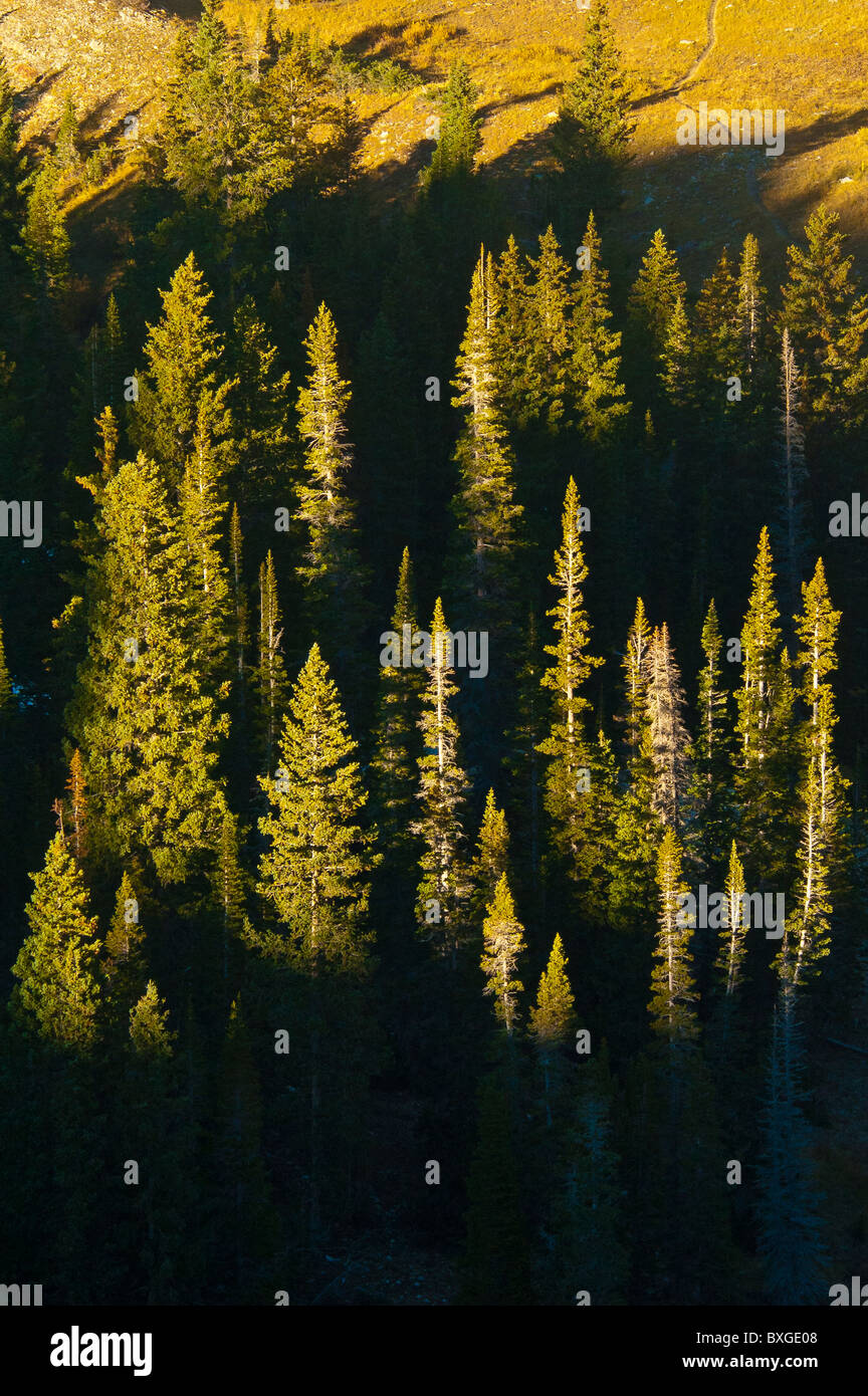 Aerial view of an alpine pine forest Stock Photo - Alamy