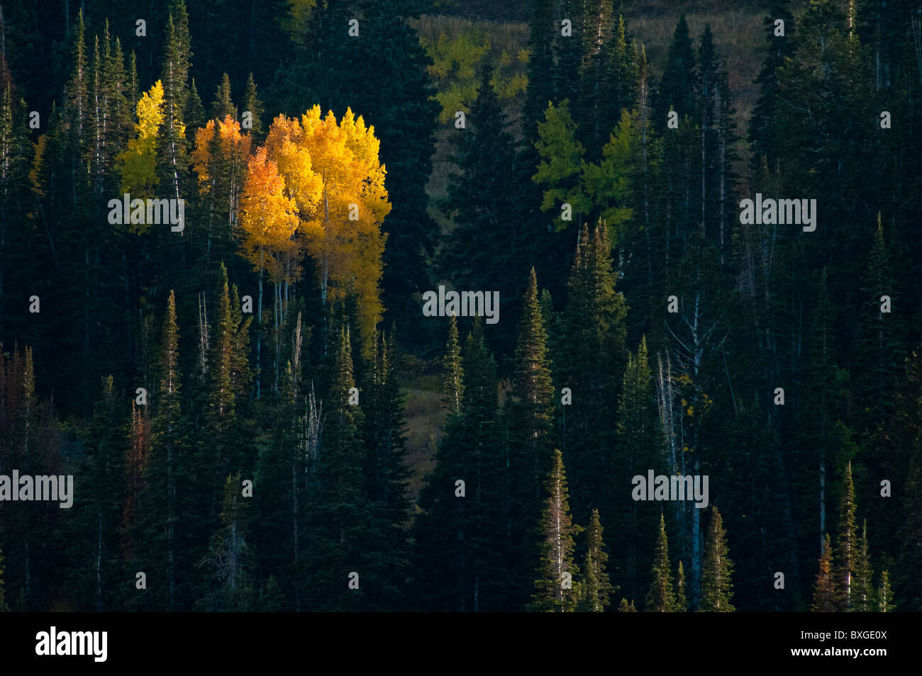 Spot lighting accents a cluster of aspen trees surrounded by a pine ...