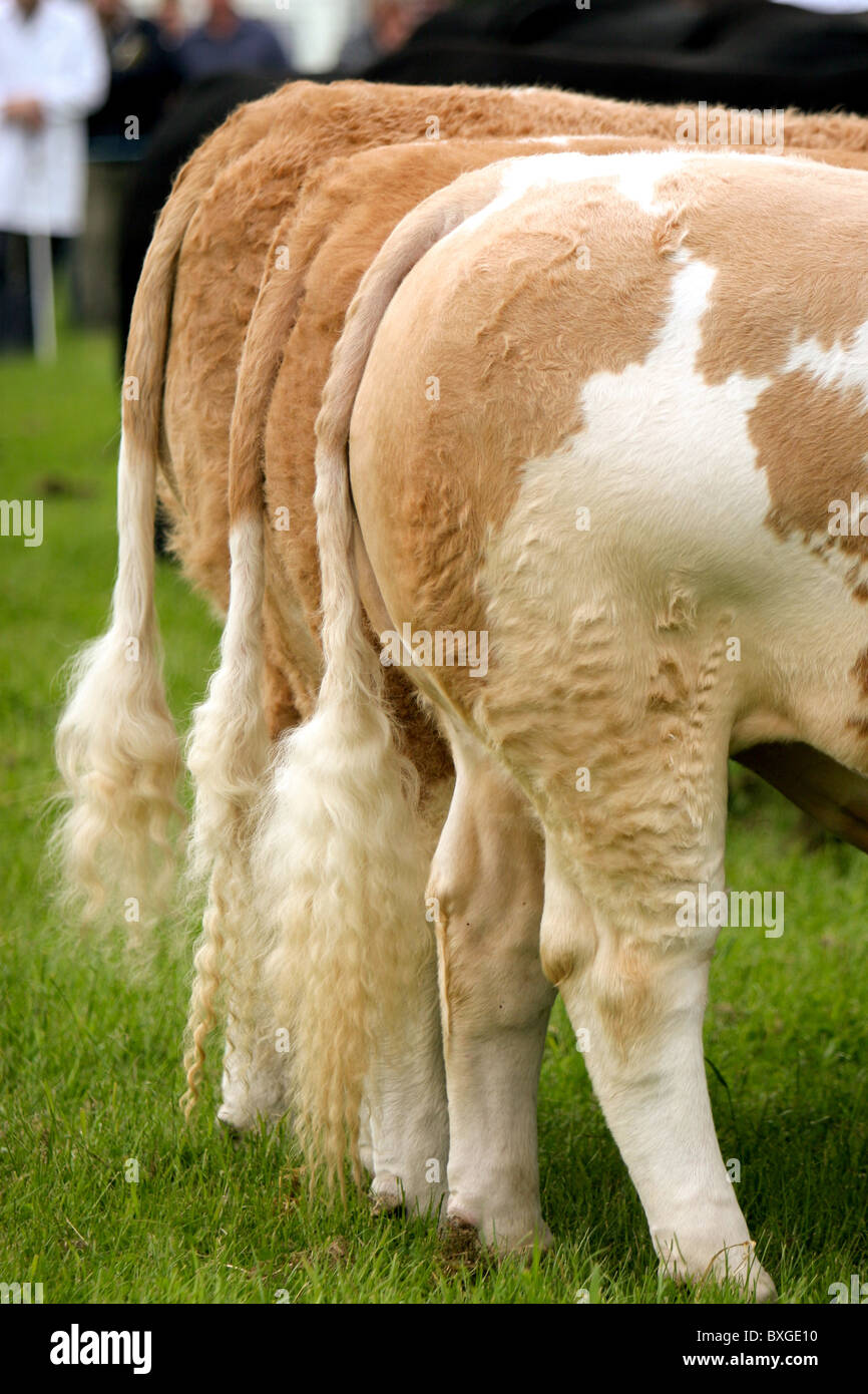 Farm show .Angus Scotland Stock Photo - Alamy
