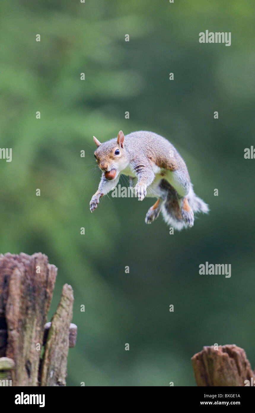 Jumping squirrel not animal hi-res stock photography and images - Alamy