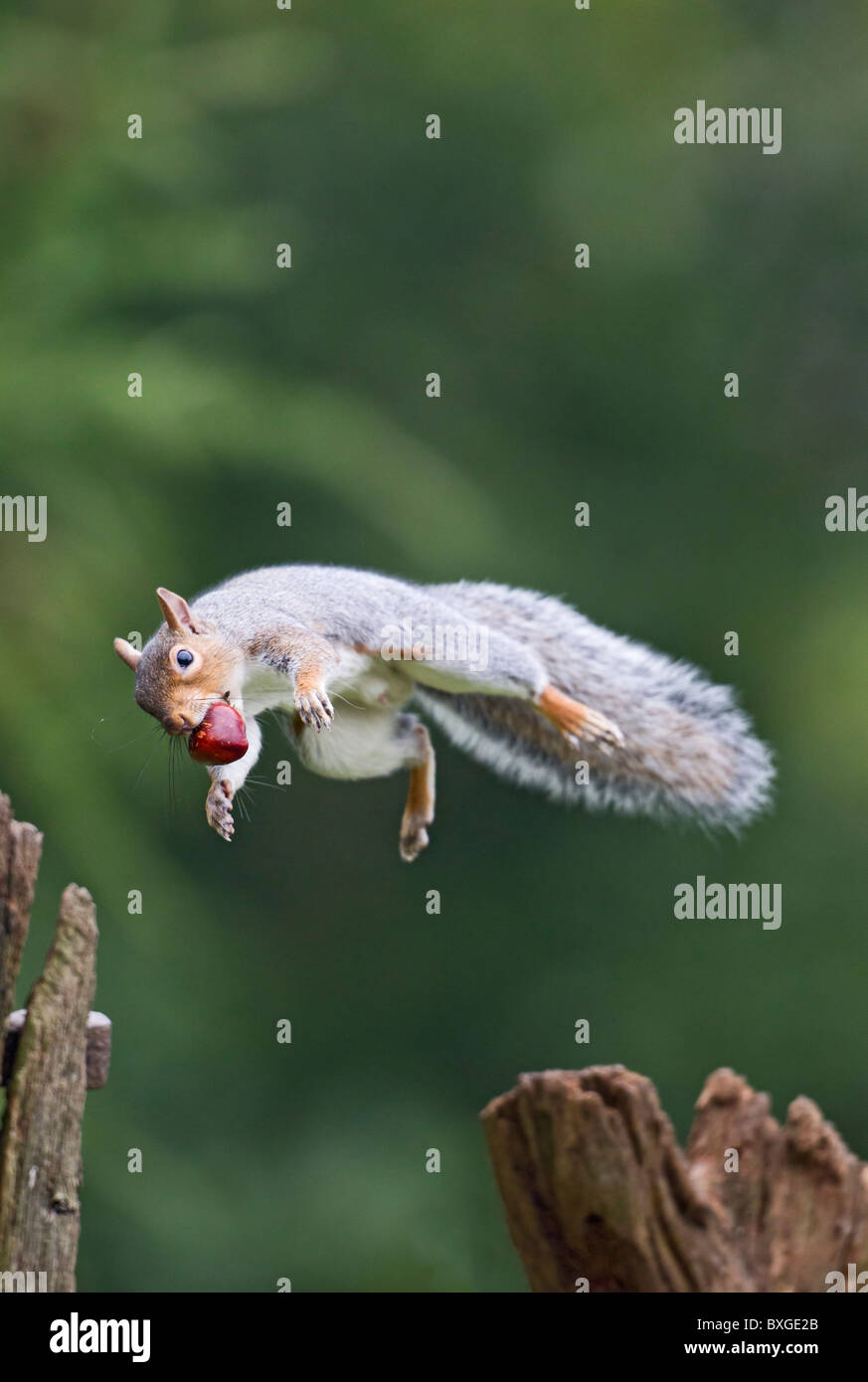 Grey Squirrel ( Sciurus carolinensis ) jumping with conker Stock Photo ...