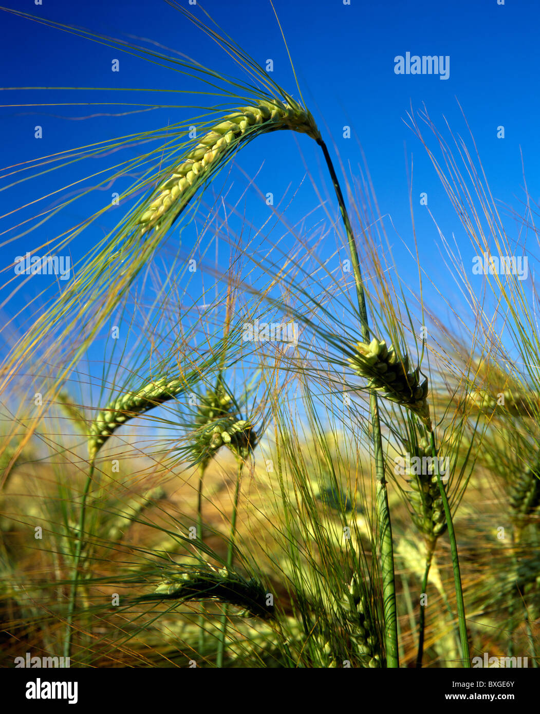 Barley Ear Detail High Resolution Stock Photography and Images - Alamy