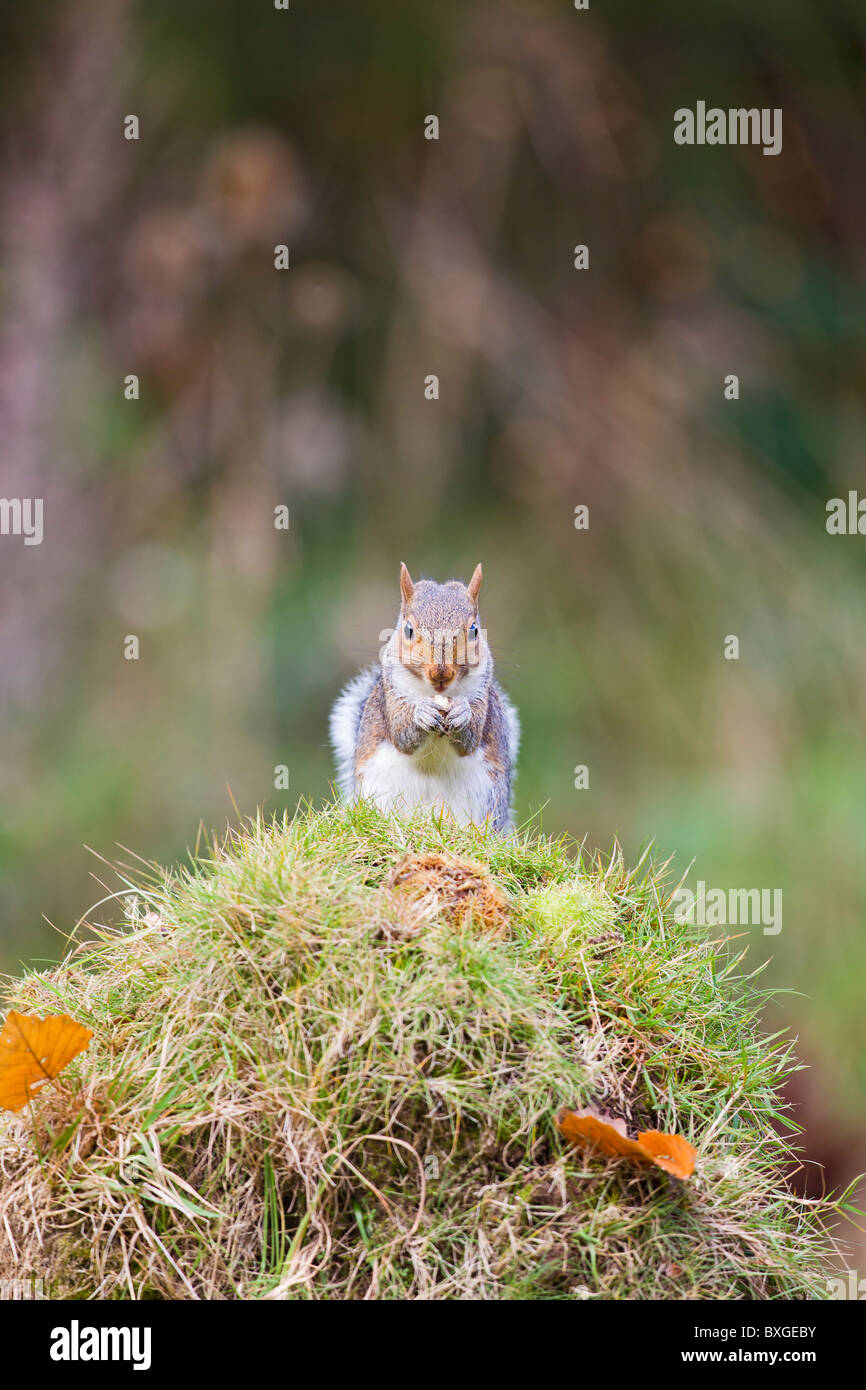 Grey Squirrel ( Sciurus carolinensis ) feeding on sweet chestnuts Stock ...