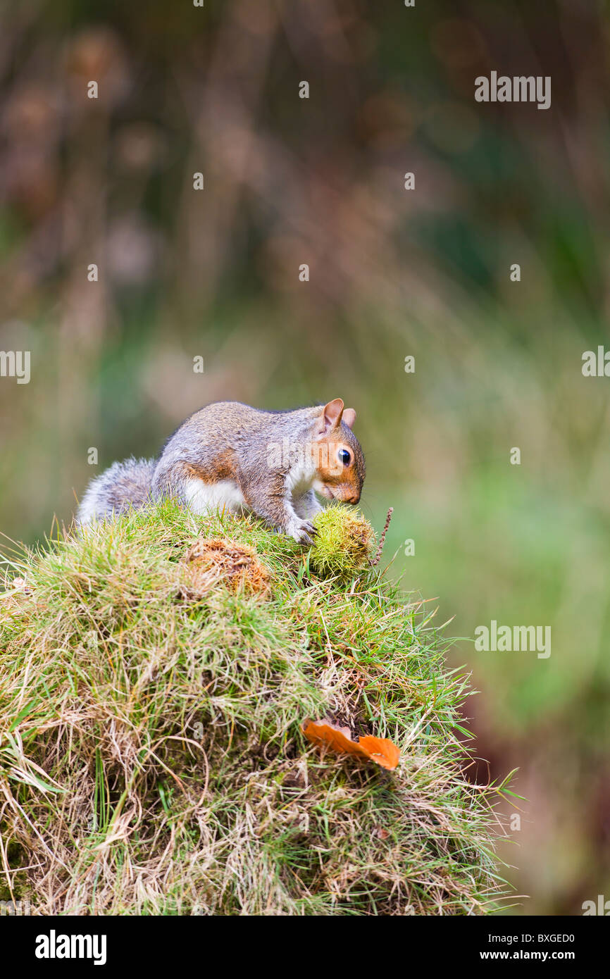 Grey Squirrel ( Sciurus carolinensis ) feeding on sweet chestnuts Stock ...