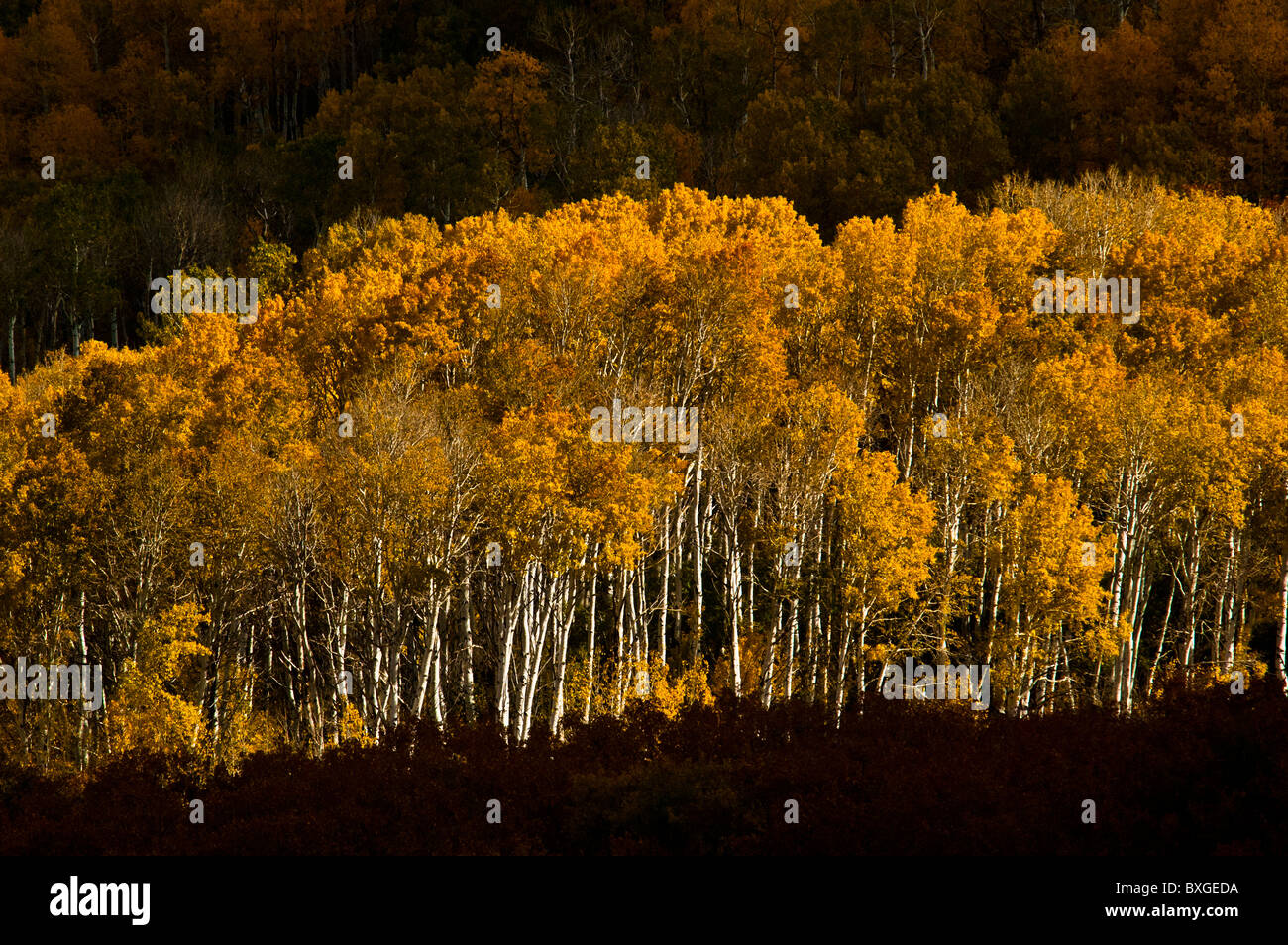 Brilliant fall colors from an aspen grove in the Manti-Lasal near Moab ...