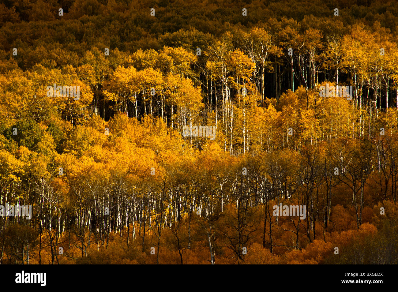 Fall color landscape of an Aspen grove in the Manti-Lasal National ...