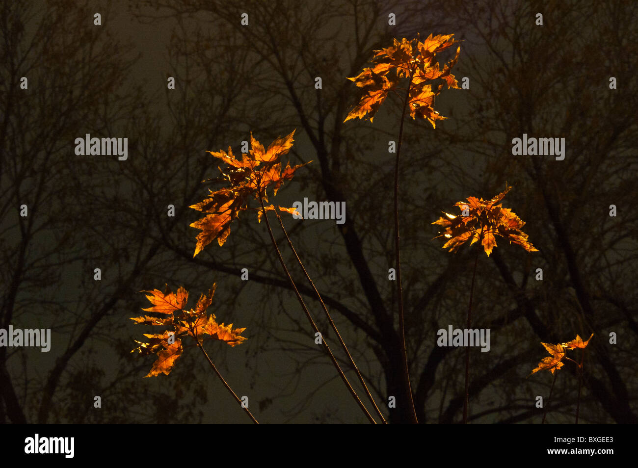 Night fall leaves hi-res stock photography and images - Alamy
