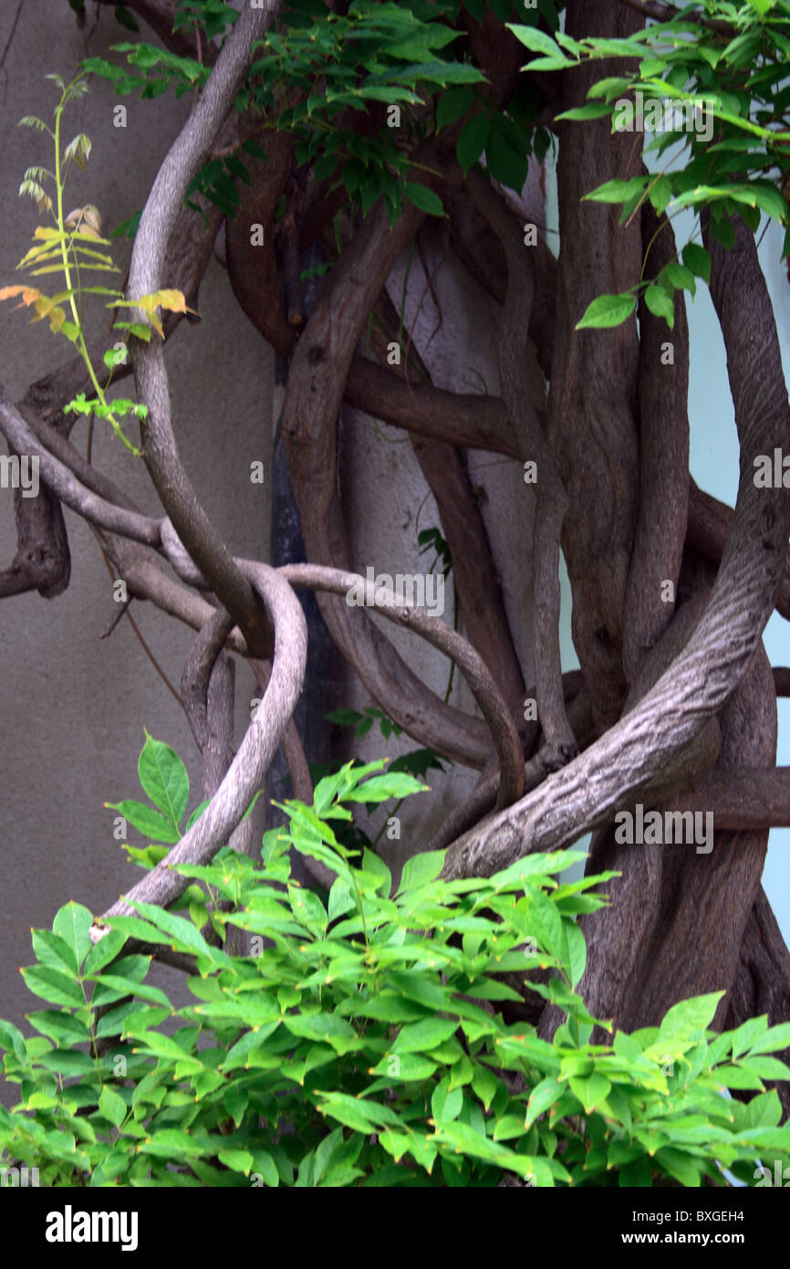 Bark bound trees hi-res stock photography and images - Alamy