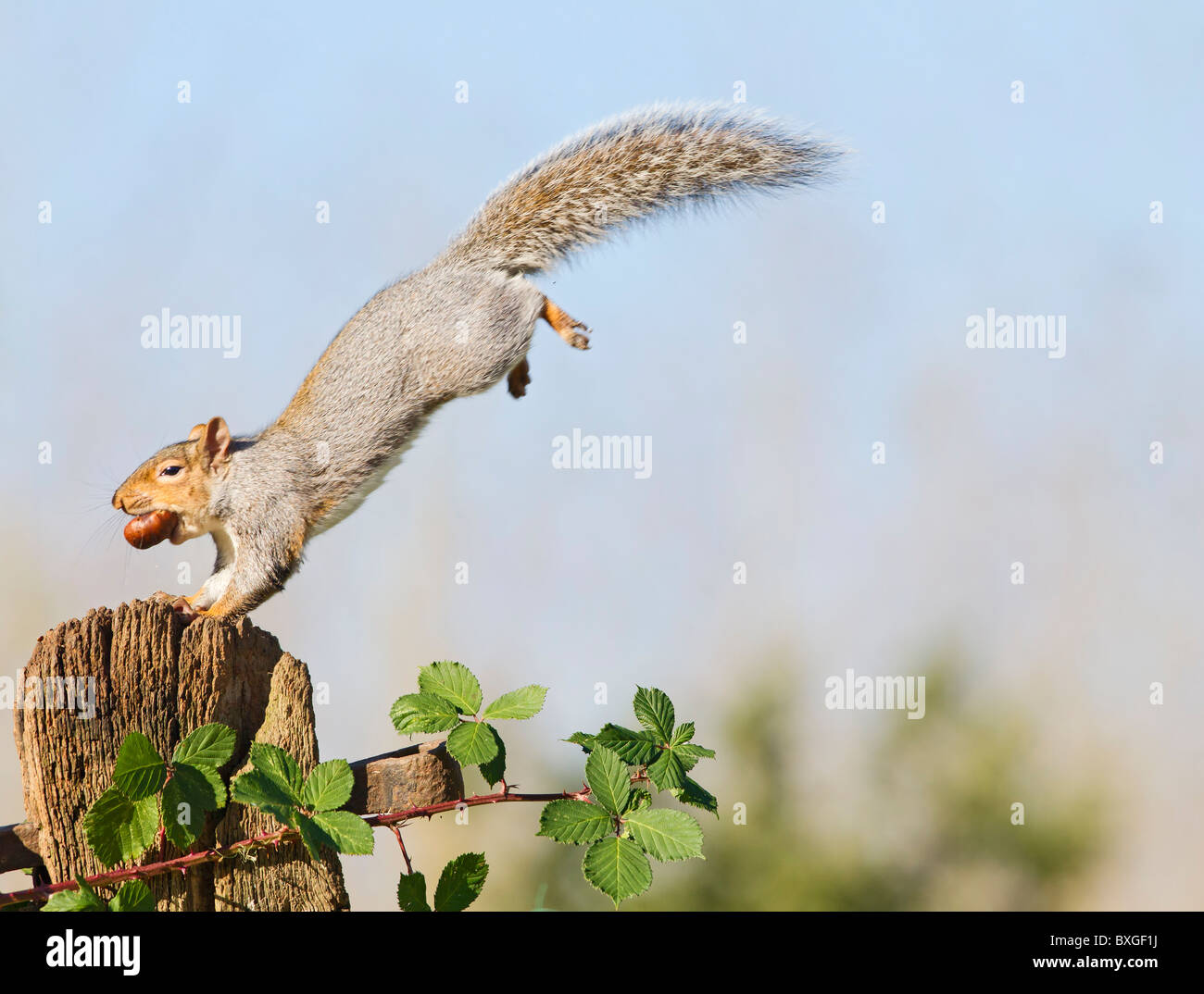 Grey Squirrel ( Sciurus carolinensis ) jumping to gate post Stock Photo ...