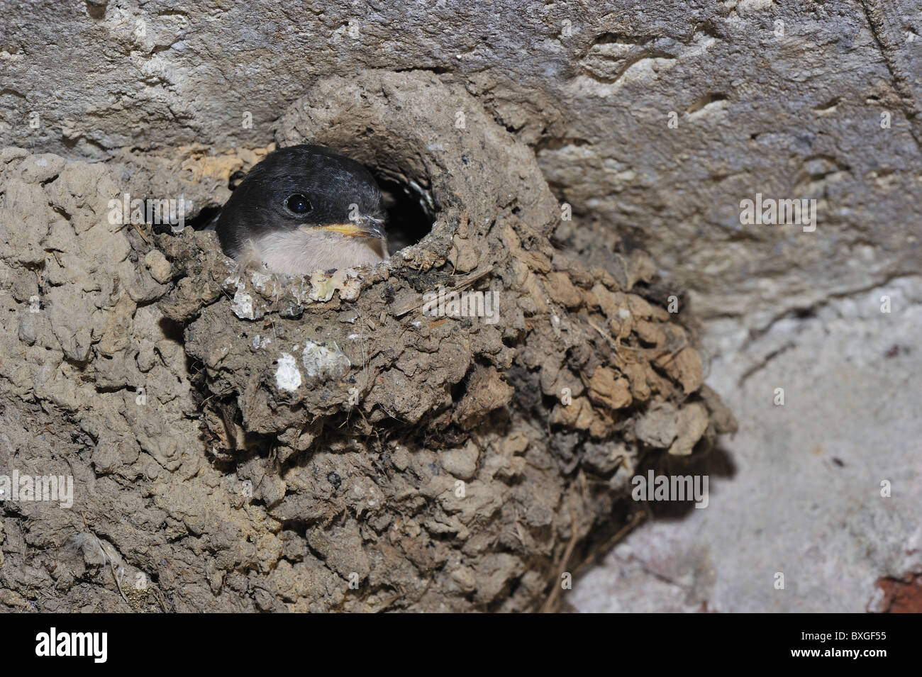 House martin chick nest hi-res stock photography and images - Alamy