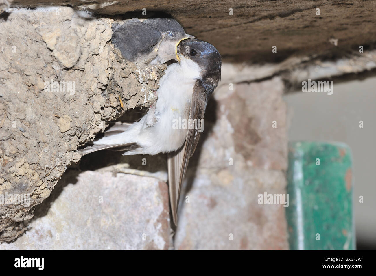 Northern House-martin - Common House-martin - European House-Martin ...
